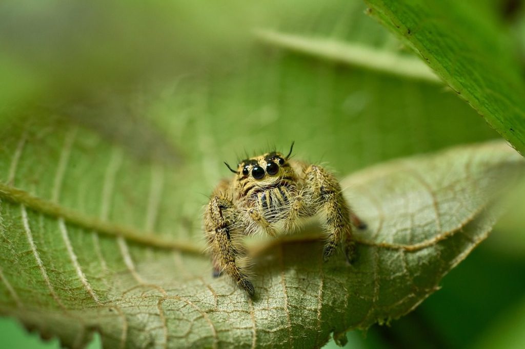 These giant invasive spiders use their webs like a built-in hearing system