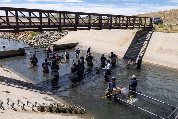 Colorado Parks and Wildlife salvages over 1,000 trout as Denver Water ...