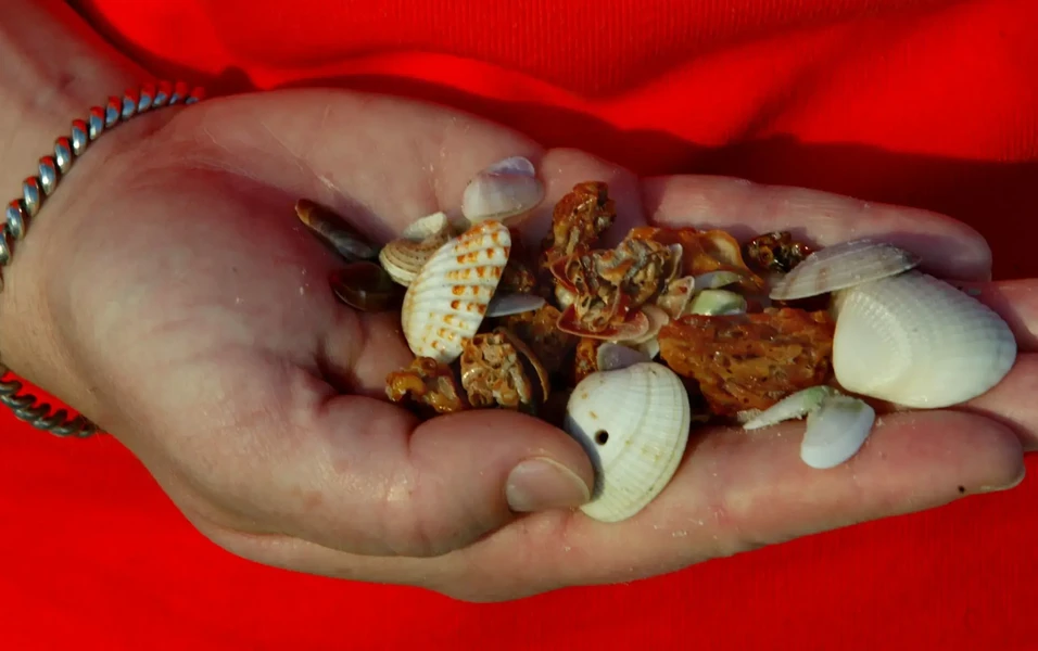 Sanibel Island’s shelling magic and coastal charm