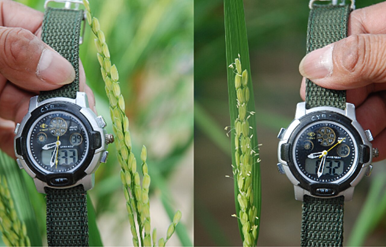 Newfound rice gene shifts flowering by 1.5 hours to dodge heat damage
