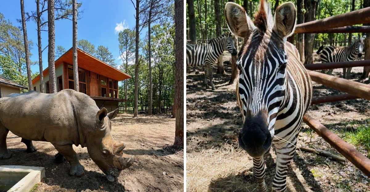 This Oklahoma safari park lets you drive past exotic animals roaming ...