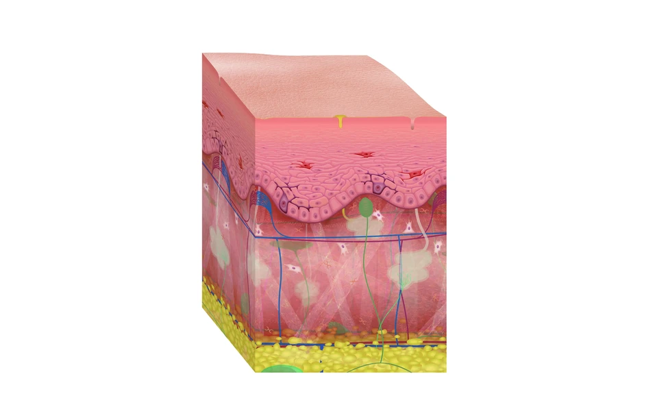 Monthly skin renewal cycle shapes treatment timing and outcomes