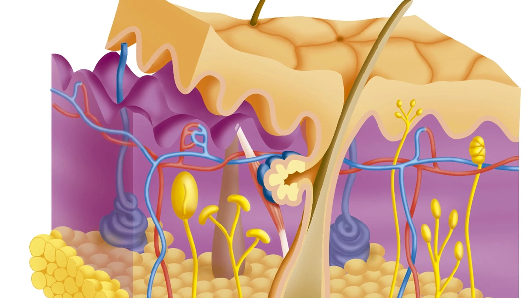Monthly skin renewal cycle shapes treatment timing and outcomes