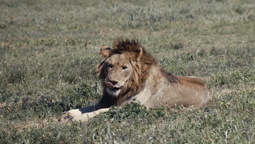 Ancient DNA reveals cave lion evolution and adaptations