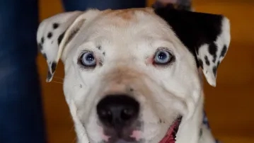 Understanding and managing fear in dogs