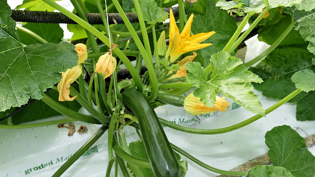 8 common mistakes that harm zucchini growth