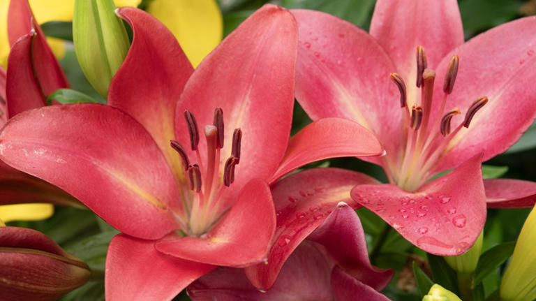 Goodbye bare patches: 12 of the best perennials for full sun areas