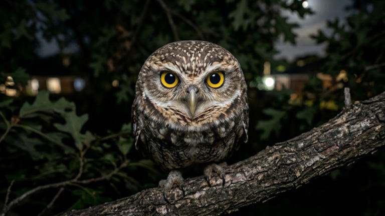Se você ouvir corujas piando na sua casa ou no jardim durante a noite ...