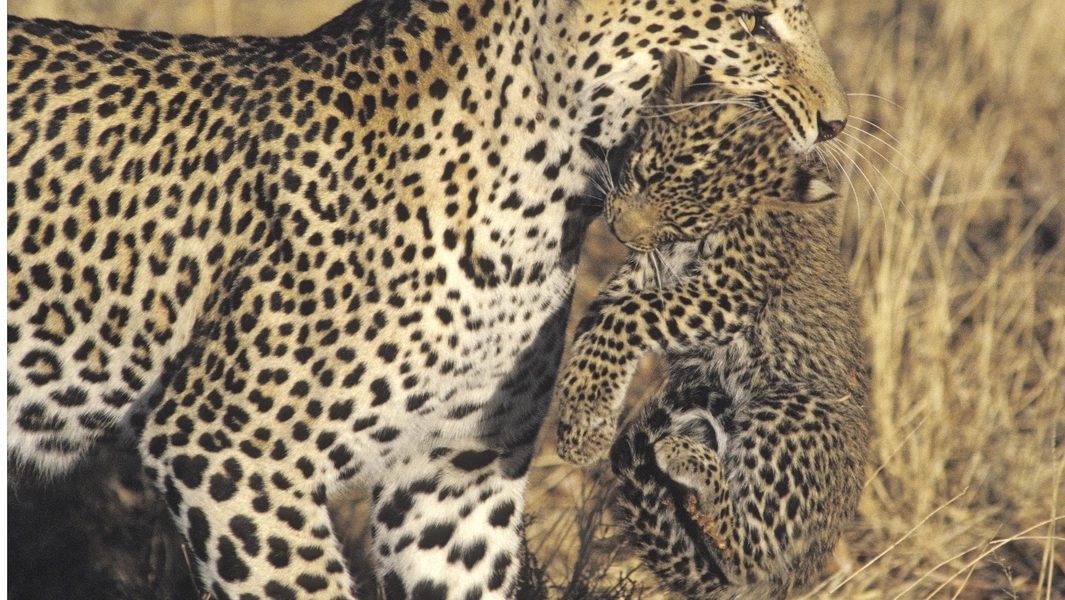 Wildlife SOS achieves 95% success in leopard cub reunions