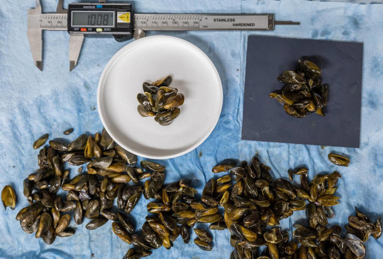 Santa Clara County begins boat inspections to combat spread of invasive ...