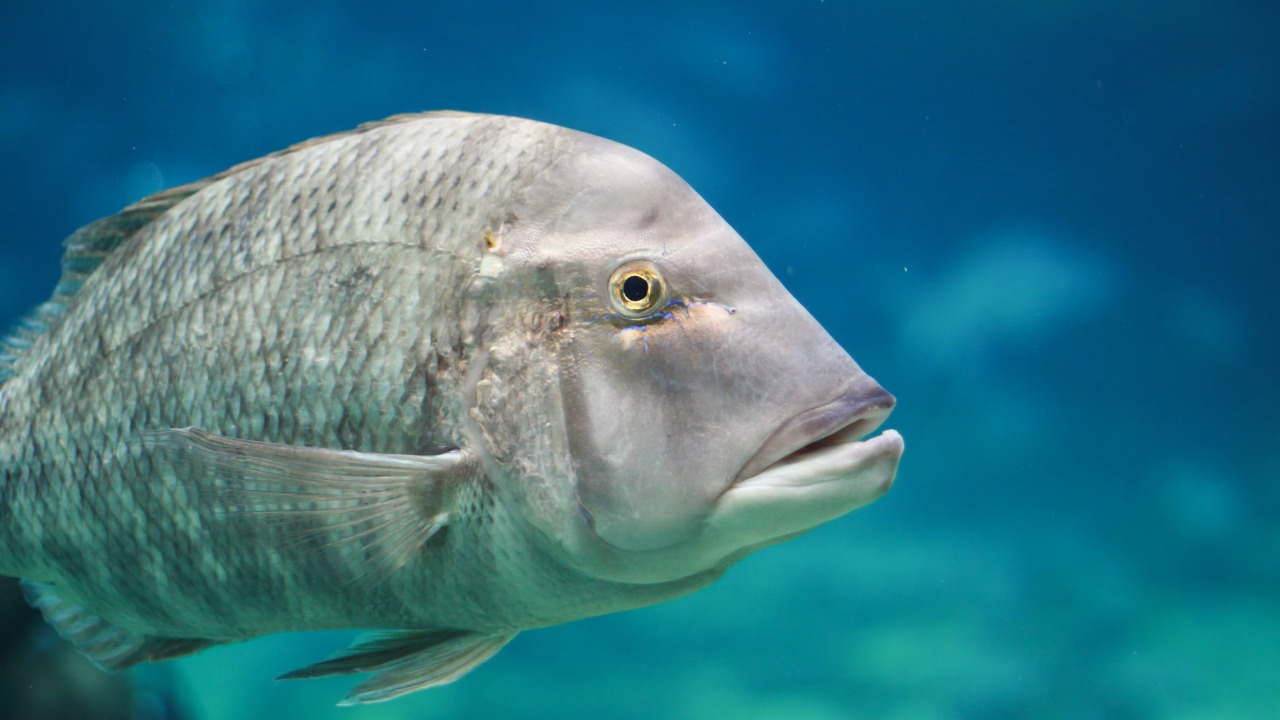 Microbes inside fish guts may be quietly shaping the chemistry of the ...