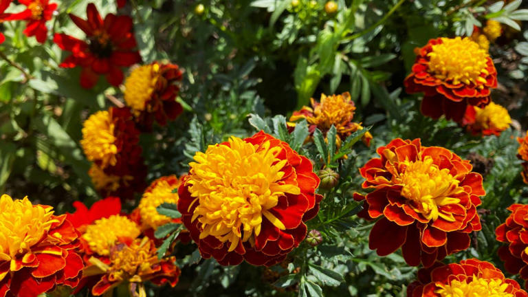 Save money: How to grow five marigolds from one pot with this simple hack