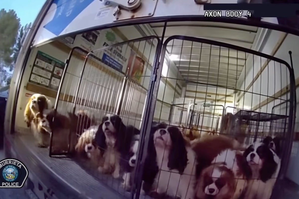 Police rescue more than 20 spaniels from sweltering U-Haul truck