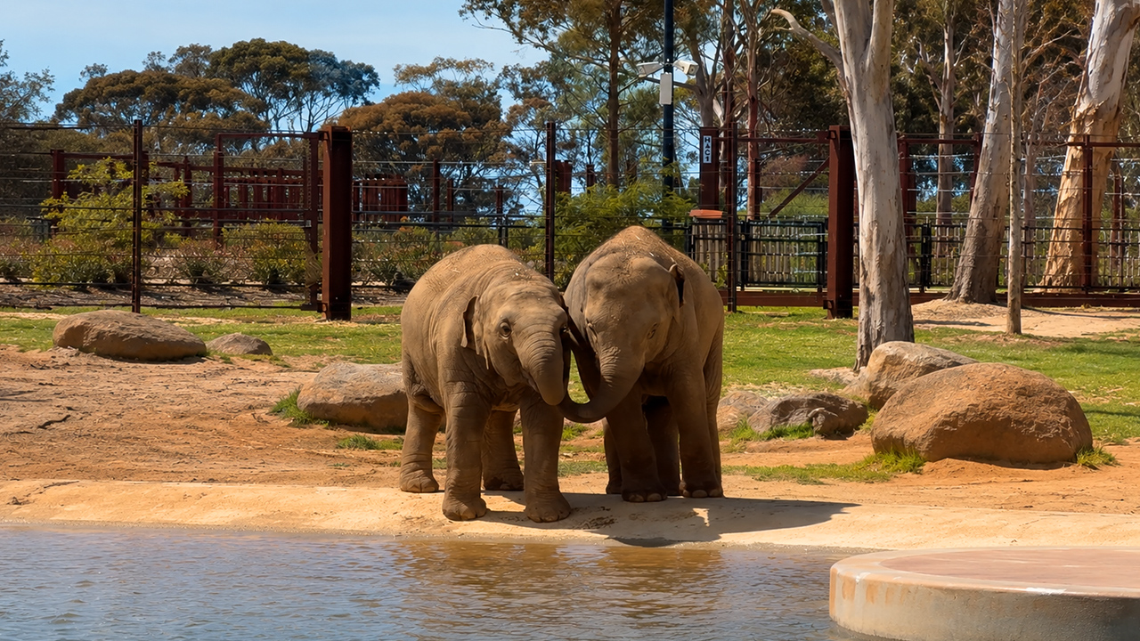 Watch the emotional moment between two baby elephants