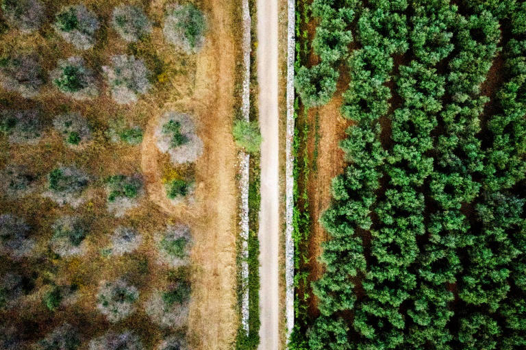 Ses oliviers décimés, le sud des Pouilles lutte pour se réinventer