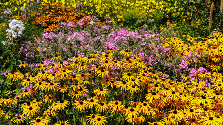 Goodbye bare patches: 12 of the best perennials for full sun areas