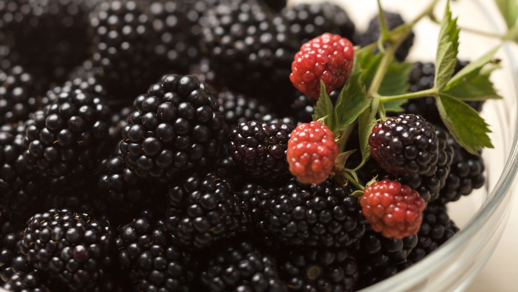 Potential health effects of eating blackberries