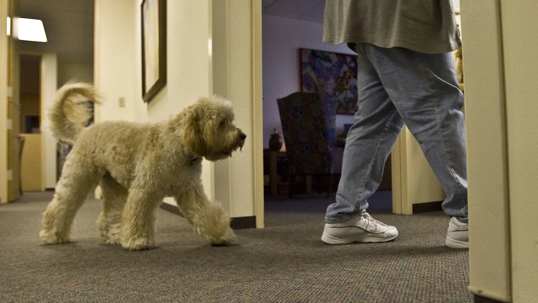 9 signs your dog deeply loves you