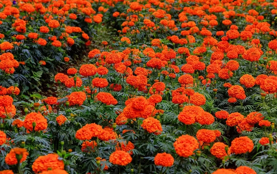 Marigold magic for a thriving garden