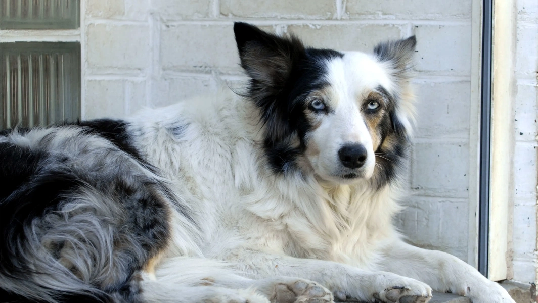 12 dog breeds that struggle with being alone