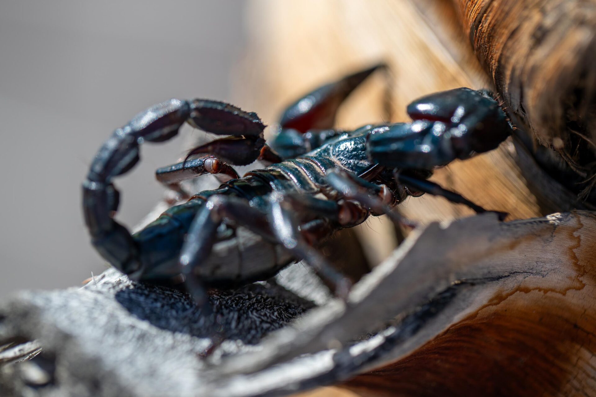 The nightmare-sized scorpion that lived hundreds of millions of years ago