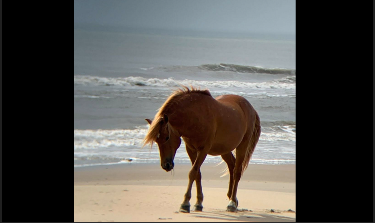Tourists find 'beloved' wild stallion dead on NC's Outer Banks, herd ...