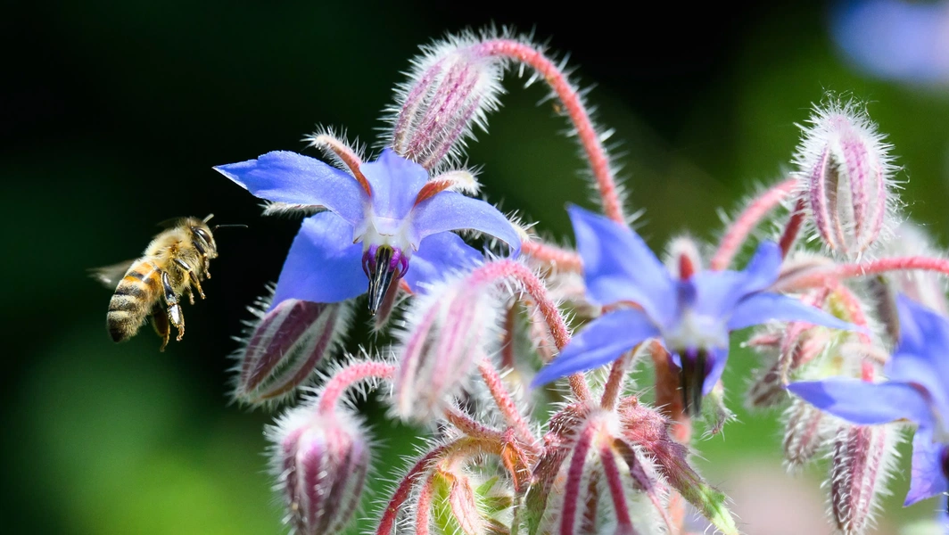 15 best companion plants for healthy cucumbers