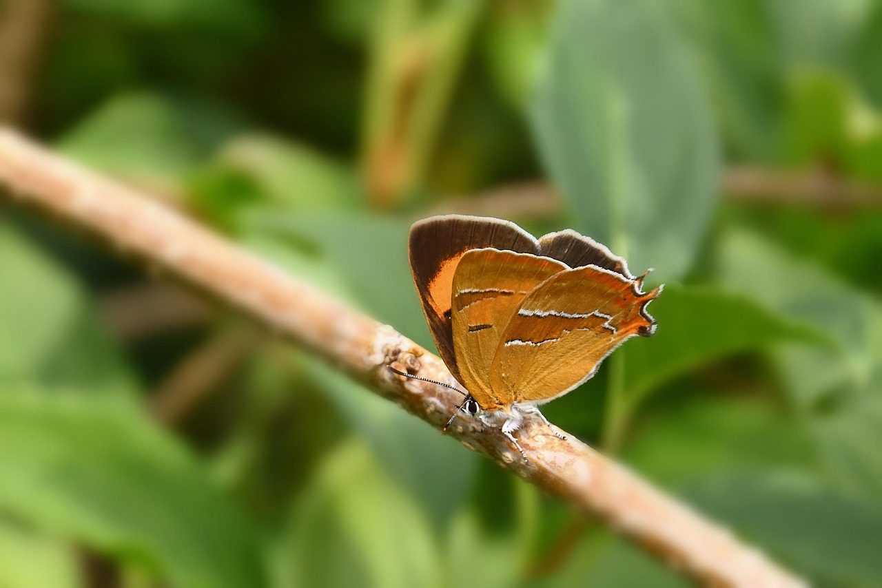 The tiny Florida Keys butterfly fighting to survive
