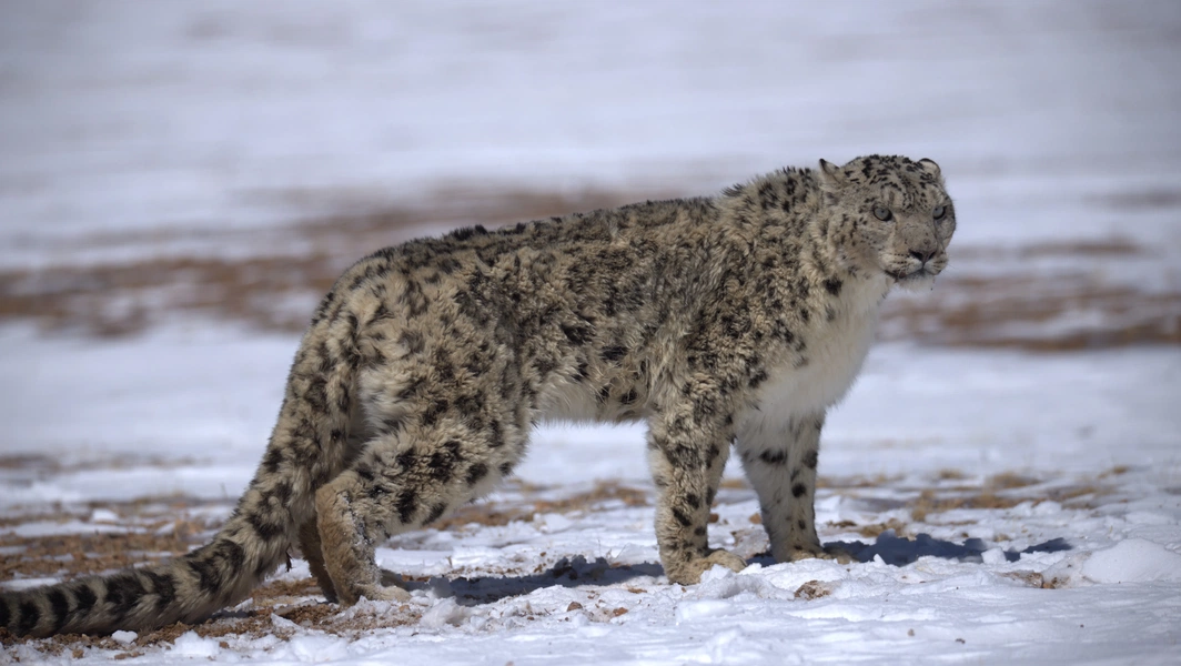 12 rare and endangered animals from around the world