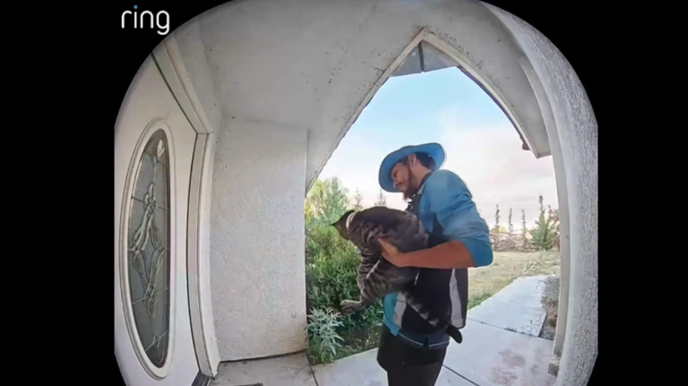 Driver accused of stealing cat during Amazon delivery claims ownership ...