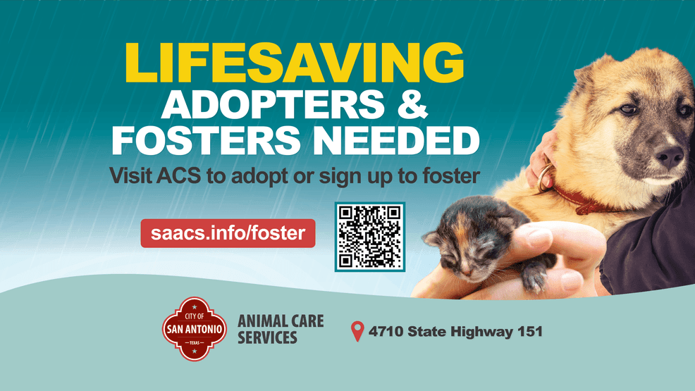 Kennels near capacity amid storms, Animal Care Services asking for ...