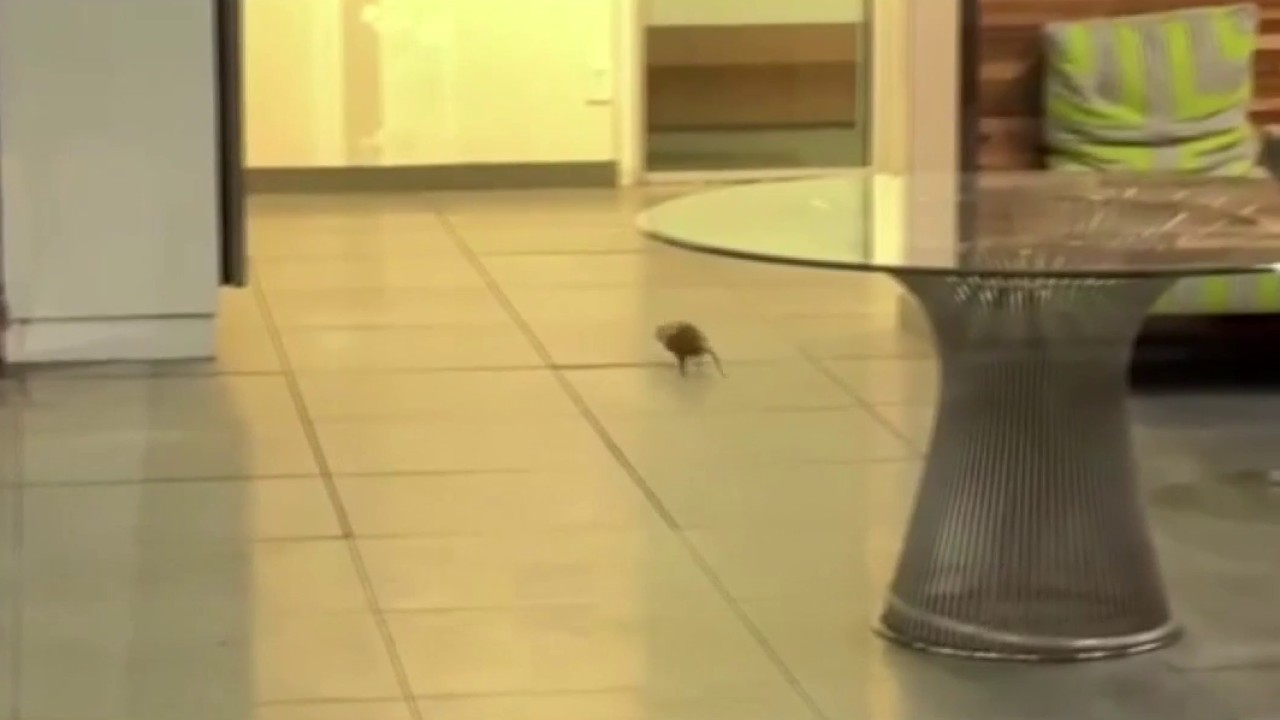 Residents at Detroit high-rise raise alarm about rodents, safety