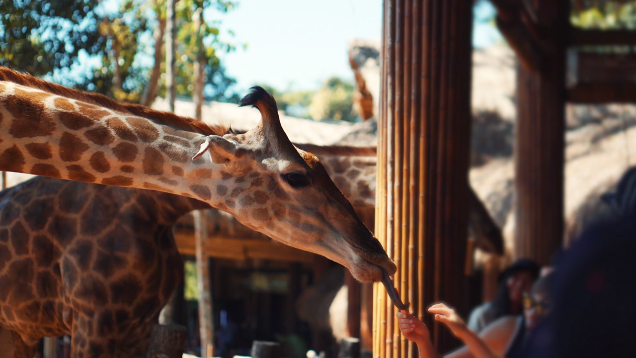 Watch the emotional moment between a zoo visitor and a giraffe