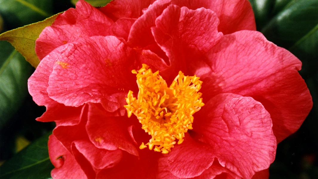 12 flowers that benefit from coffee grounds