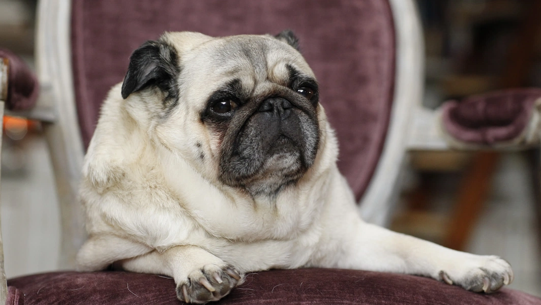 10 dog breeds seniors should choose or avoid