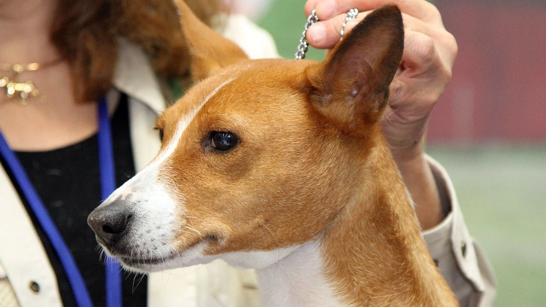 7 dog breeds known for their independence