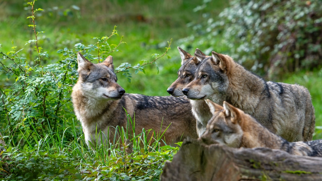 5 natural and human threats to wolves