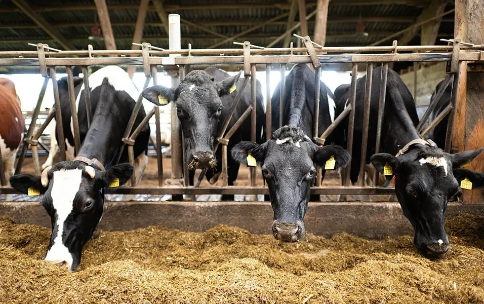 GB dairy farm numbers drop below 7,000 amid industry pressures
