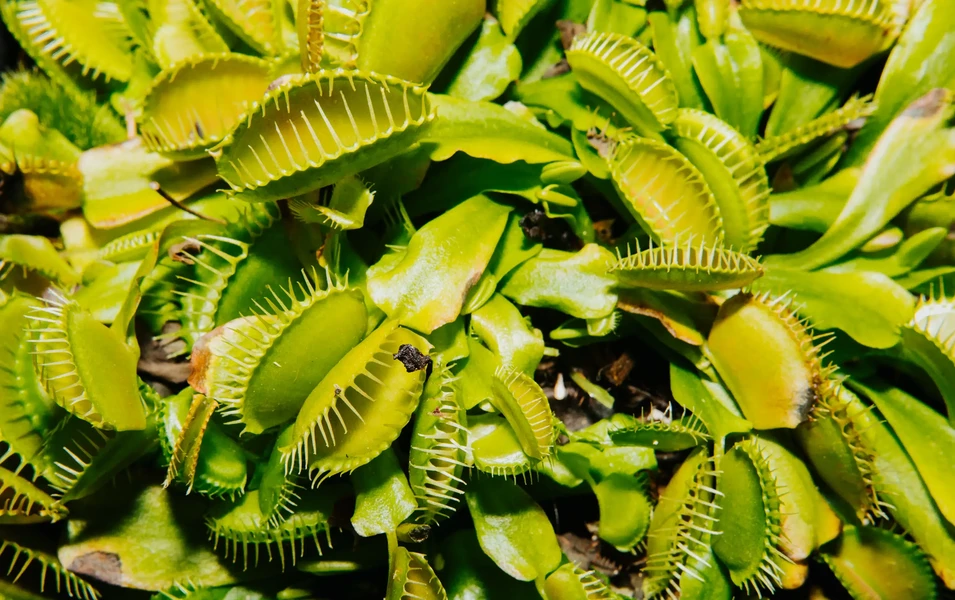 Study finds Venus flytrap snaps shut via rapid cell wall softening