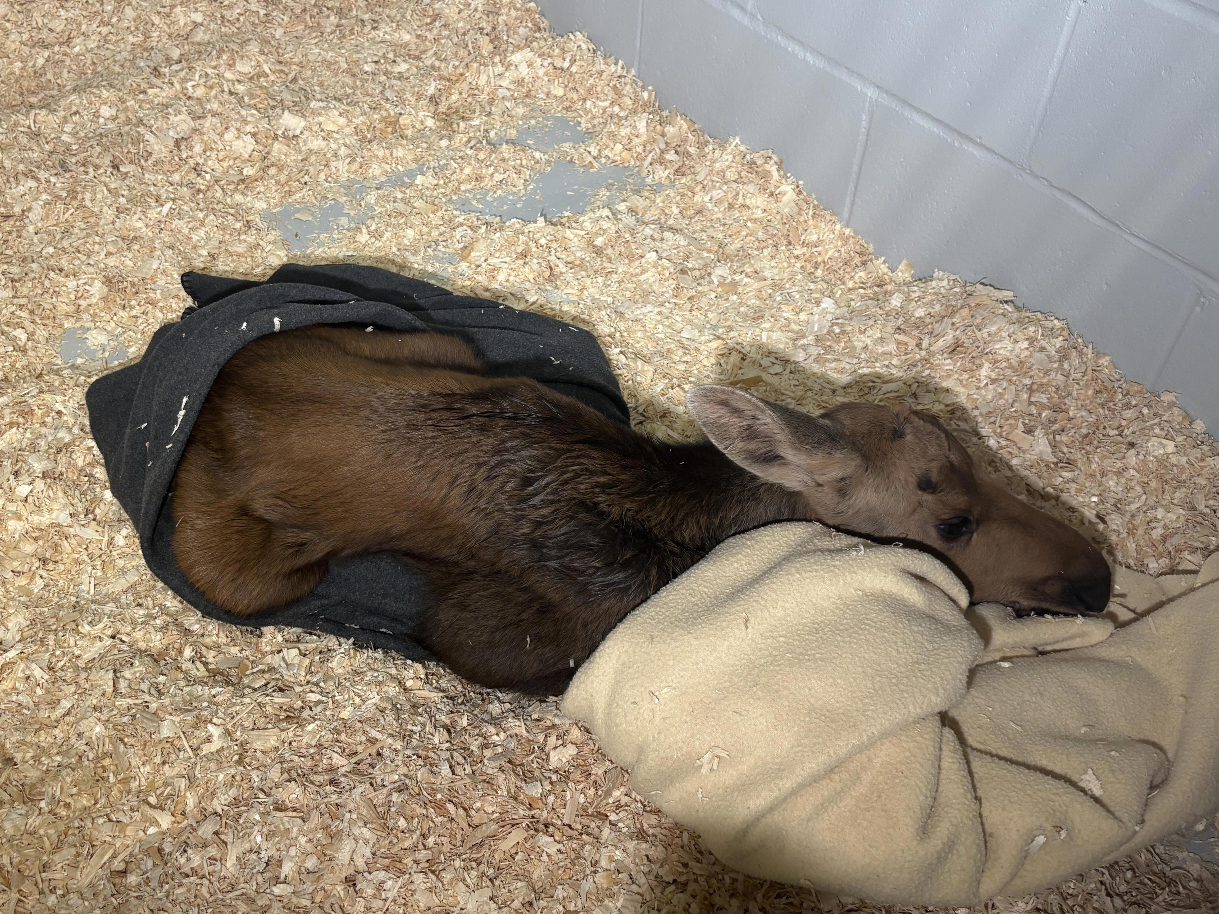 Le zoo de Falardeau accueille un bébé orignal orphelin