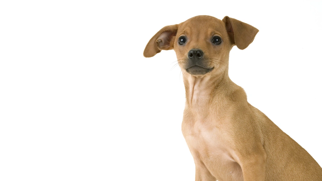 10 dog breeds facing declining popularity