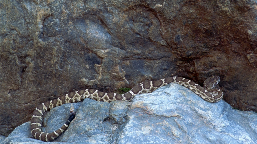 Recognizing rattlesnake signs and habitats