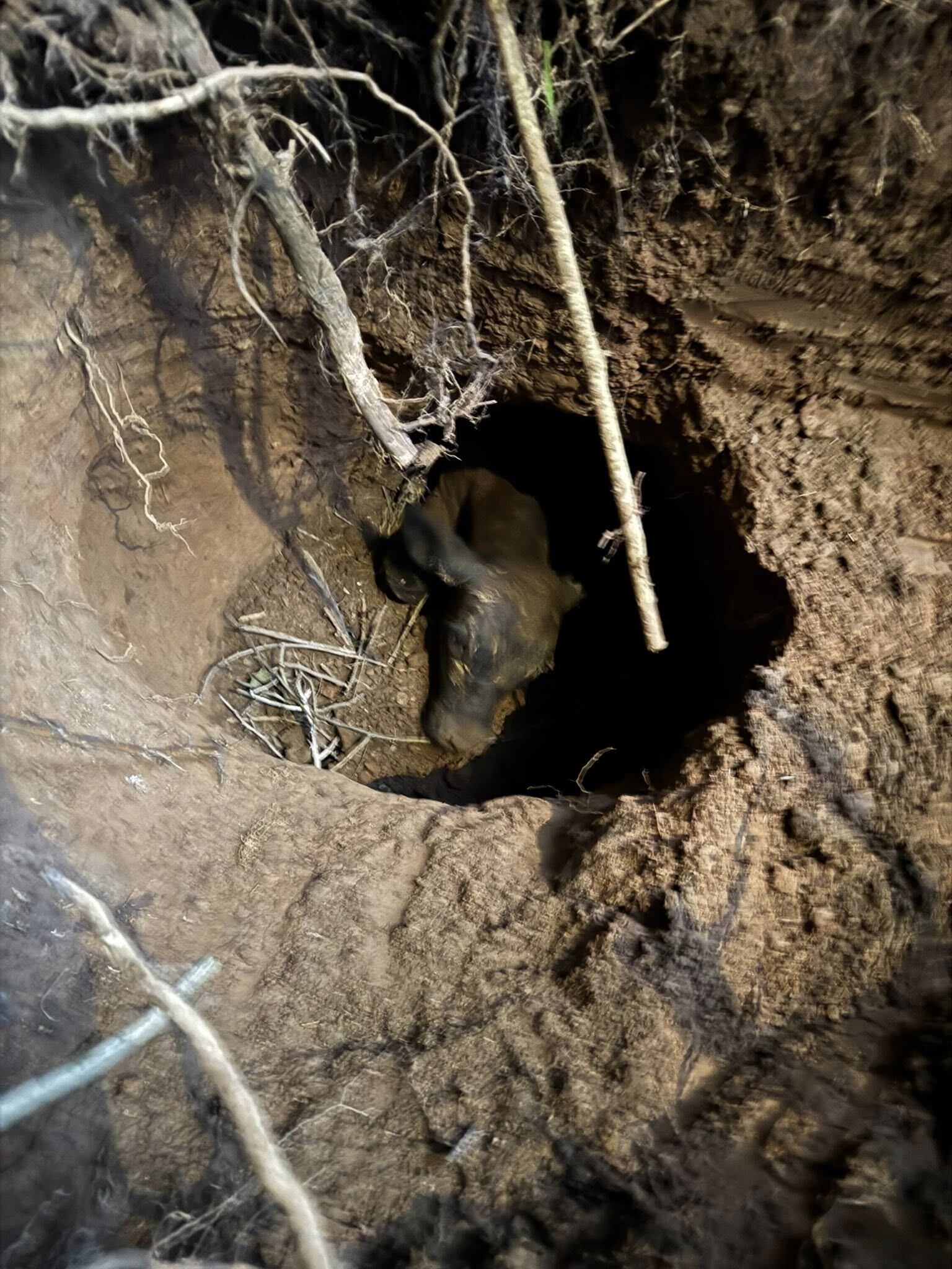 Kentucky calf falls into six-foot sinkhole, prompting excavator rescue