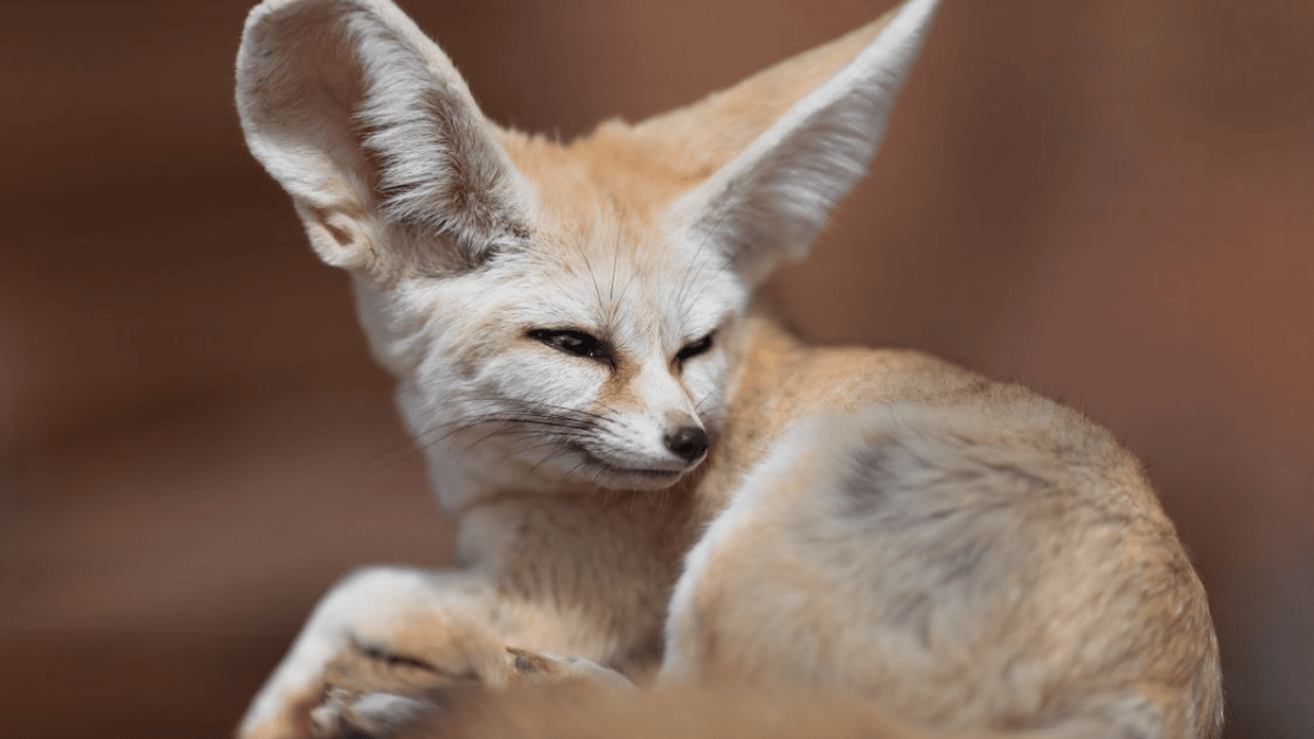 Like a Disney movie! 7 animals people can't believe are real