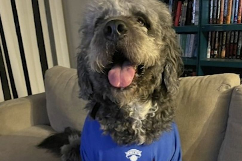 Anger as dog in Knicks jersey shot dead by LAPD hours after NBA Finals ...