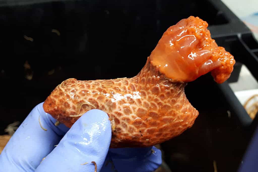 This detached sea cucumber limb has been living on its own for more ...