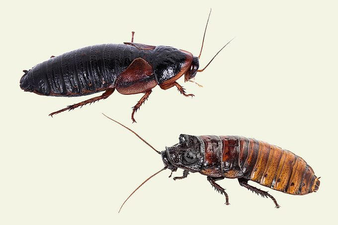 Someone tried to smuggle 100,000 cockroaches into Australia, but why?
