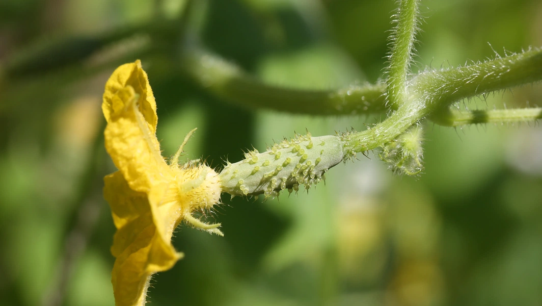 15 best companion plants for healthy cucumbers