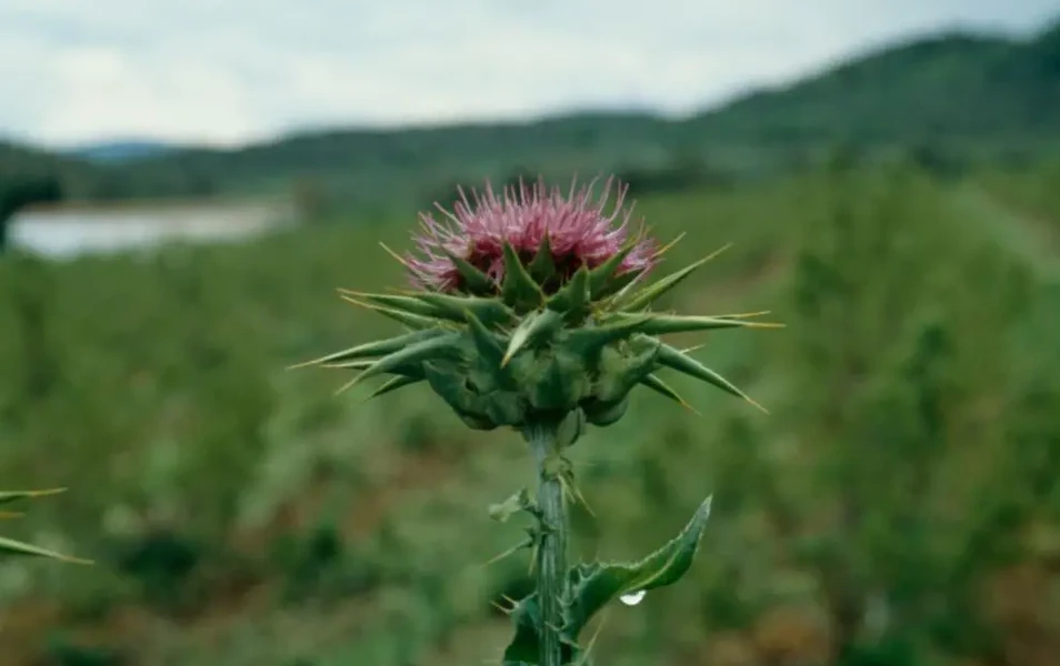 Milk thistle shows potential in liver health studies
