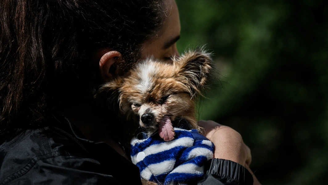 14 clear signs your dog trusts you
